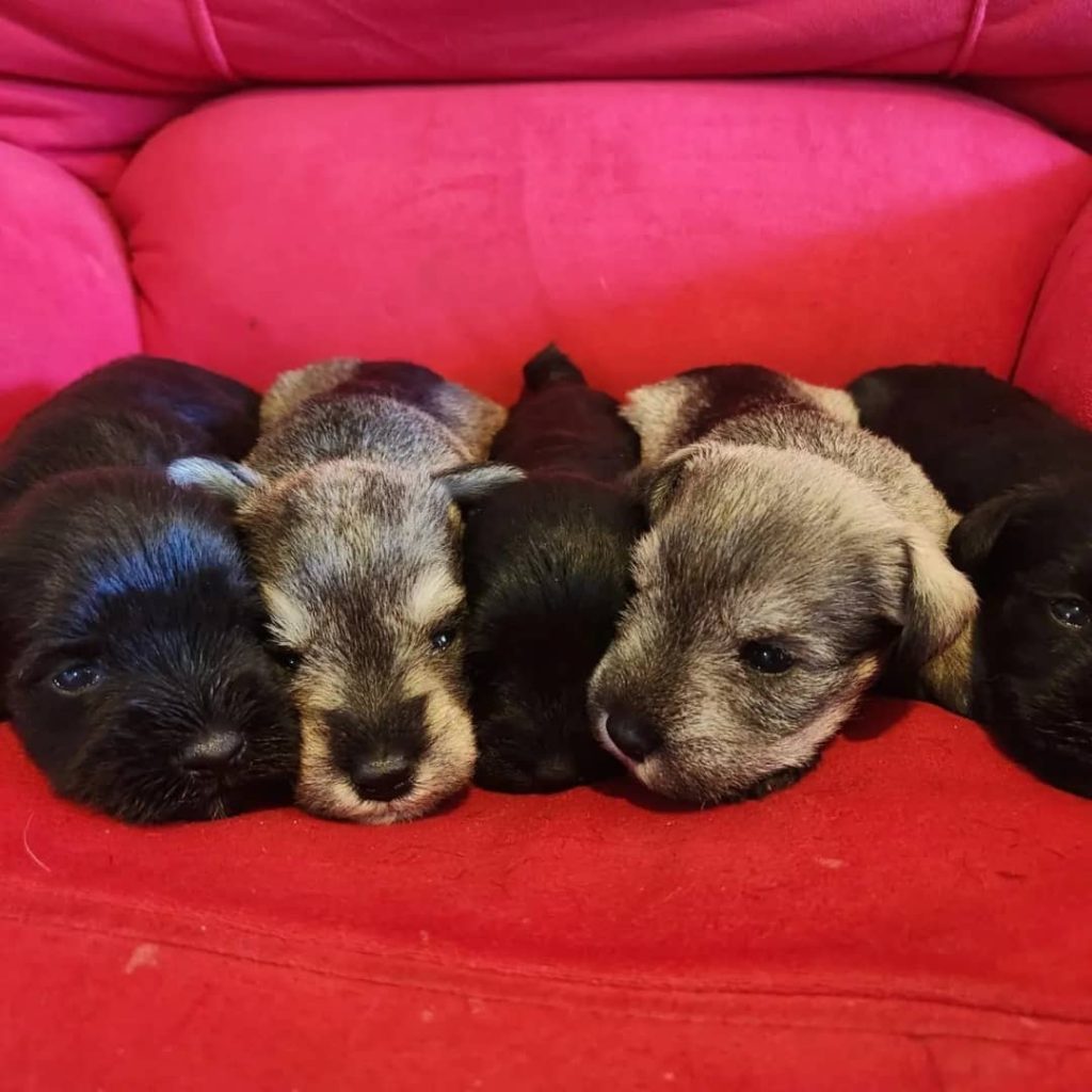 Schnauzer Puppies – Pet Paws Land